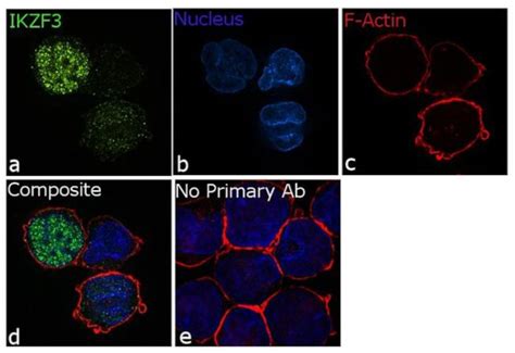 Ikzf3 Polyclonal Antibody 720418