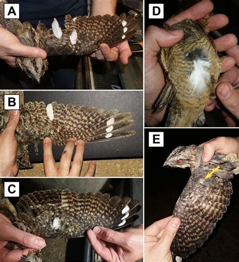 Leucism Genetic Condition In Birds Nature Blog Network