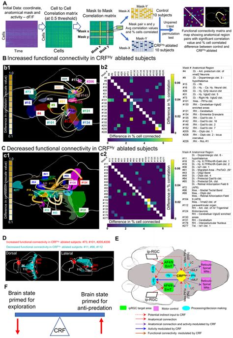 Crfhy Neurons Regulate Functional Connectivity Of Selective And Download Scientific Diagram