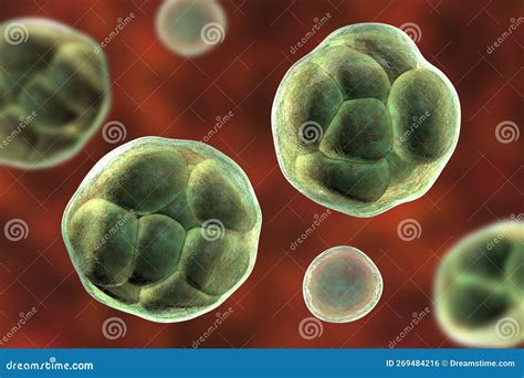 Prototheca Wickerhamii Algae 3d Illustration Causes Infection In Human Protothecosis Seen As