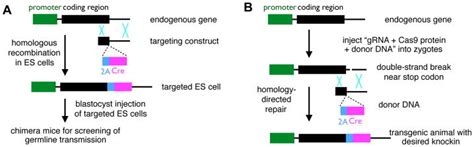Genetic Dissection Of Neural Circuits A Decade Of Progress Abstract