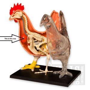 Chicken Anatomy Model Photo By Skullsunlimited