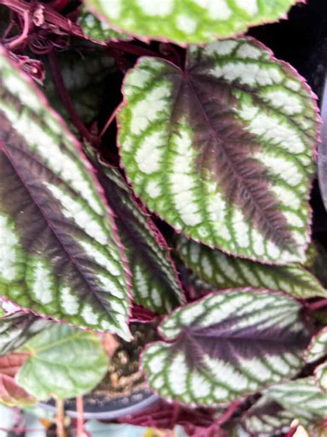 Cissus Discolor Climbing Rex Begonia Vine Care
