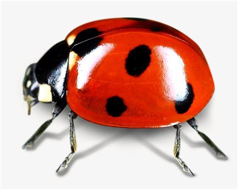 Ladybug Isolated Image Free Photo Rawpixel