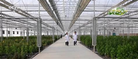 长沙培育的油茶品种走向全国 中国核技术网