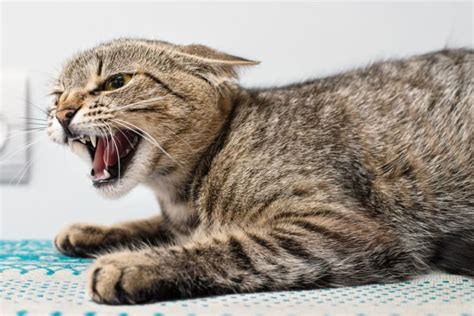 Rabies In Cats Bellevue Vets
