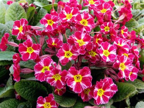 Каталог от магазина Клуба садоводов-профессионалов