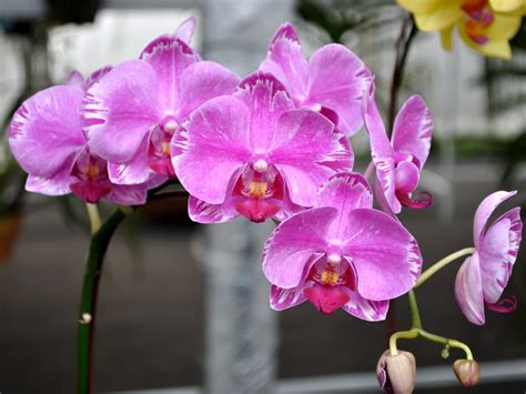 Orchid Growing For Beginners What Are The Basics Of Growing Orchids