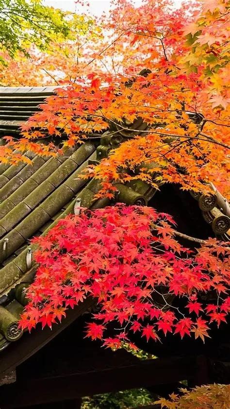 經典這十首詩最適合秋天 每日頭條