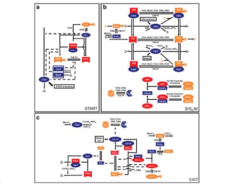 Wiring Diagram Of The Budding Yeast Cell Cycle Network From The Download Scientific