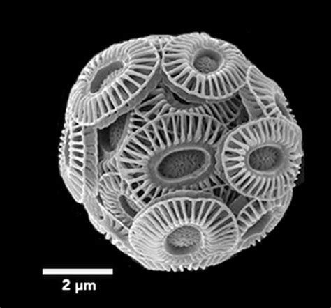 How Fossils Form Earthdate