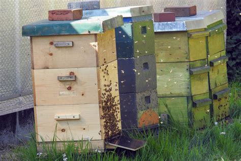 Honey Bee Hive Vs Wasp Nest How To Identify The Difference
