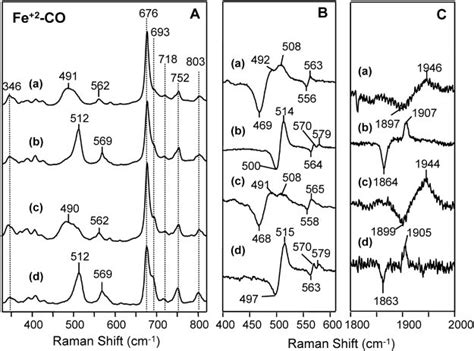 Resonance Raman Spectra Of The Ferrous Co Bound Complexes Of Inos Oxy