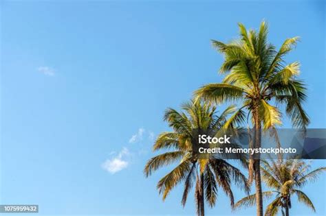 코코넛 나무와 아름 다운 스카이 소프트 포커스와 배경에서 빛 0명에 대한 스톡 사진 및 기타 이미지 0명 나무 다중 색상