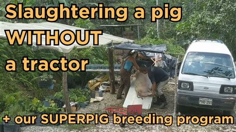 Processing pigs without fancy equipment + how we're breeding our own superpigs - YouTube