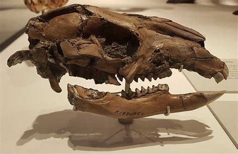 Protemnodon Wikiwand