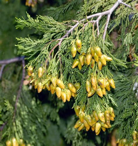 Incense Cedar Leaf At Leonel Muncy Blog
