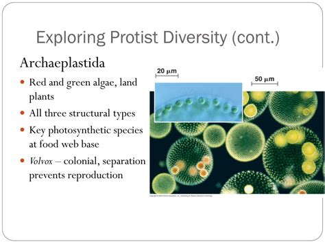 PPT Protists PowerPoint Presentation Free Download ID 3603130