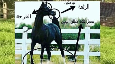 تعرف على الخيل الذي وصفه رسول الله صلى الله عليه وسلم؟ والصفات 5 Choaib