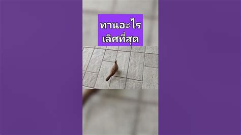 พระอาจารย์คึกฤทธิ์ พุทธวจน วัดนาป่าพง ธรรมะ คำสอนพระพุทธเจ้า ฟังธรรม ฟังธรรมะ ธรรมะสอนใจ