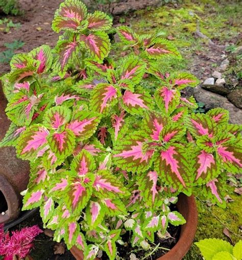 Crazy For Coleus Now Habersham