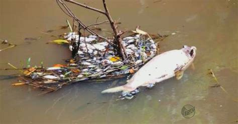 G1 Peixes São Encontrados Mortos No Rio São Lourenço Em Matão Sp