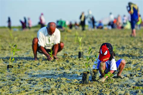Some 2000 Mangrove Saplings Planted Tehran Times