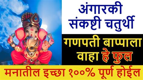 उद्या न विसरता गणपती बाप्पाना हे १ फूल अर्पण करा अंगारकी संकष्टी