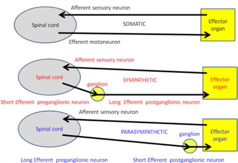 Anatomy Autonomic Nervous System Flashcards Quizlet