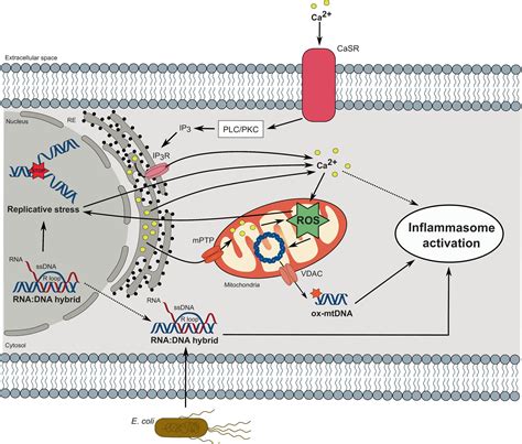 Crosstalk Between Inflammasome Sensors And Dna Damage Response Pathways