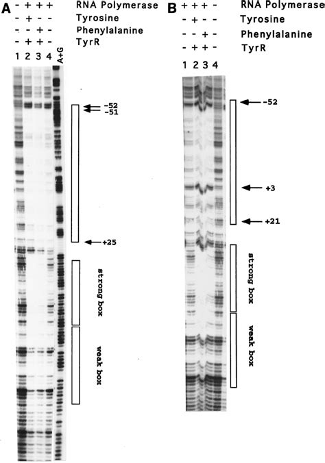 Dnase I Footprinting In Gel Slices The Experiments Were Performed