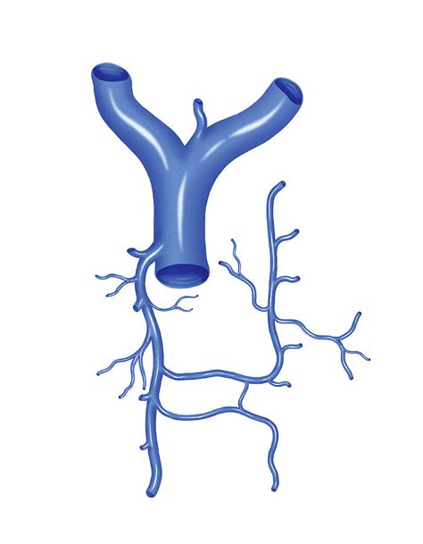 Venous System Of The Thorax Photograph By Science Photo Library Pixels Merch