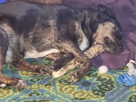 Lucky And Her Stick Scrolller