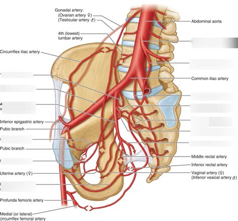 Internal Iliac Artery Diagram Quizlet