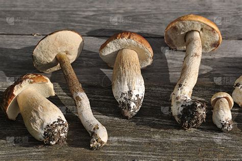 木质背景上的蘑菇 俯视图 可食用的蘑菇 牛肝菌，牛肝菌，橙帽牛肝菌