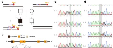 Genogram Mutation Patterns And Electropherograms Of The Index Patient