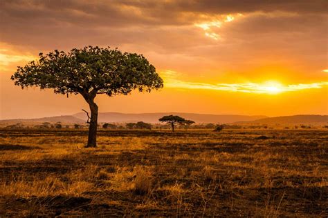 Tanzania Travel Everything You Need To Know
