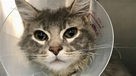 Fundraiser By Sonia Hamel Seeking Help For Mochi He Is Very Sick