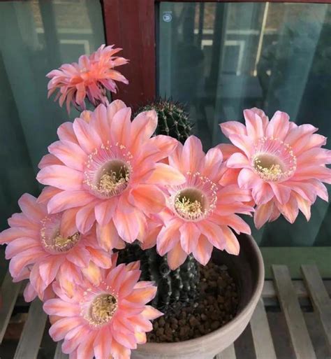 这4种多肉很难开花，一旦开花就是“好兆头”，都是老花匠的经验