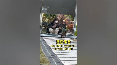我們無意中拍到的這一段視頻，短短一分鐘卻看了無數遍… 流浪猫救助 明仔团队 流浪猫渴望被收养的表现 straycatrescue