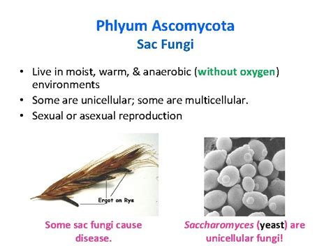 Kingdom Fungi Fungi A Autotroph B Heterotroph Fungi