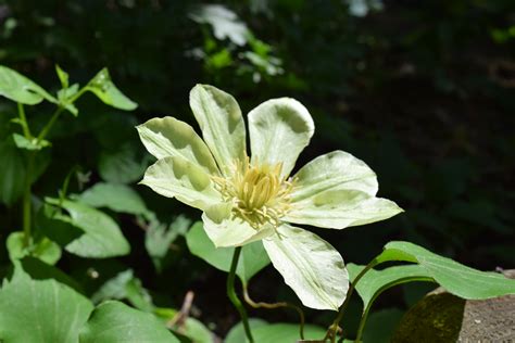 식물 큰꽃으아리 식물 생물종 Bric