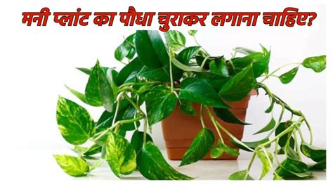 Vastu Tips For Money Plant मनी प्लांट चुराकर लगाना चाहिए या नहीं