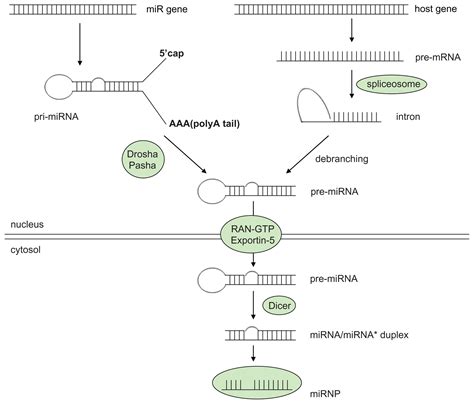 Computational Methods For The Identification Of MicroRNA Targets
