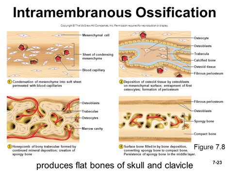 Intramembranous Bone Formation
