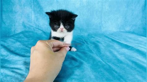 Adorable 🥰 Tuxedo Persian Exotic Shorthair Kitten Watch Her Jump 😍