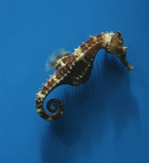 Lined Seahorse Facts Diet Habitat And Pictures On Animaliabio