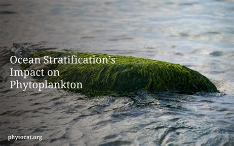 Ocean Stratifications Impact On Phytoplankton
