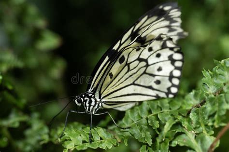 Tree Nymph Butterfly Stock Photo Image Of Brushfooted 301724312