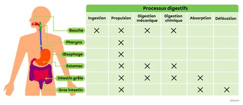 les processus digestifs secondaire alloprof